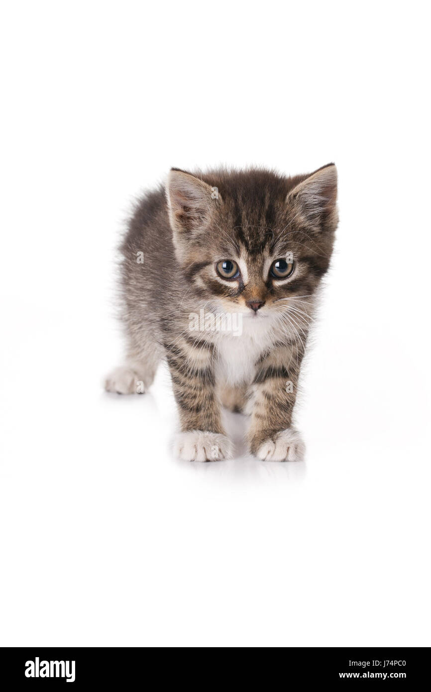 Playful cat jumping cat funny Cut Out Stock Images & Pictures - Alamy