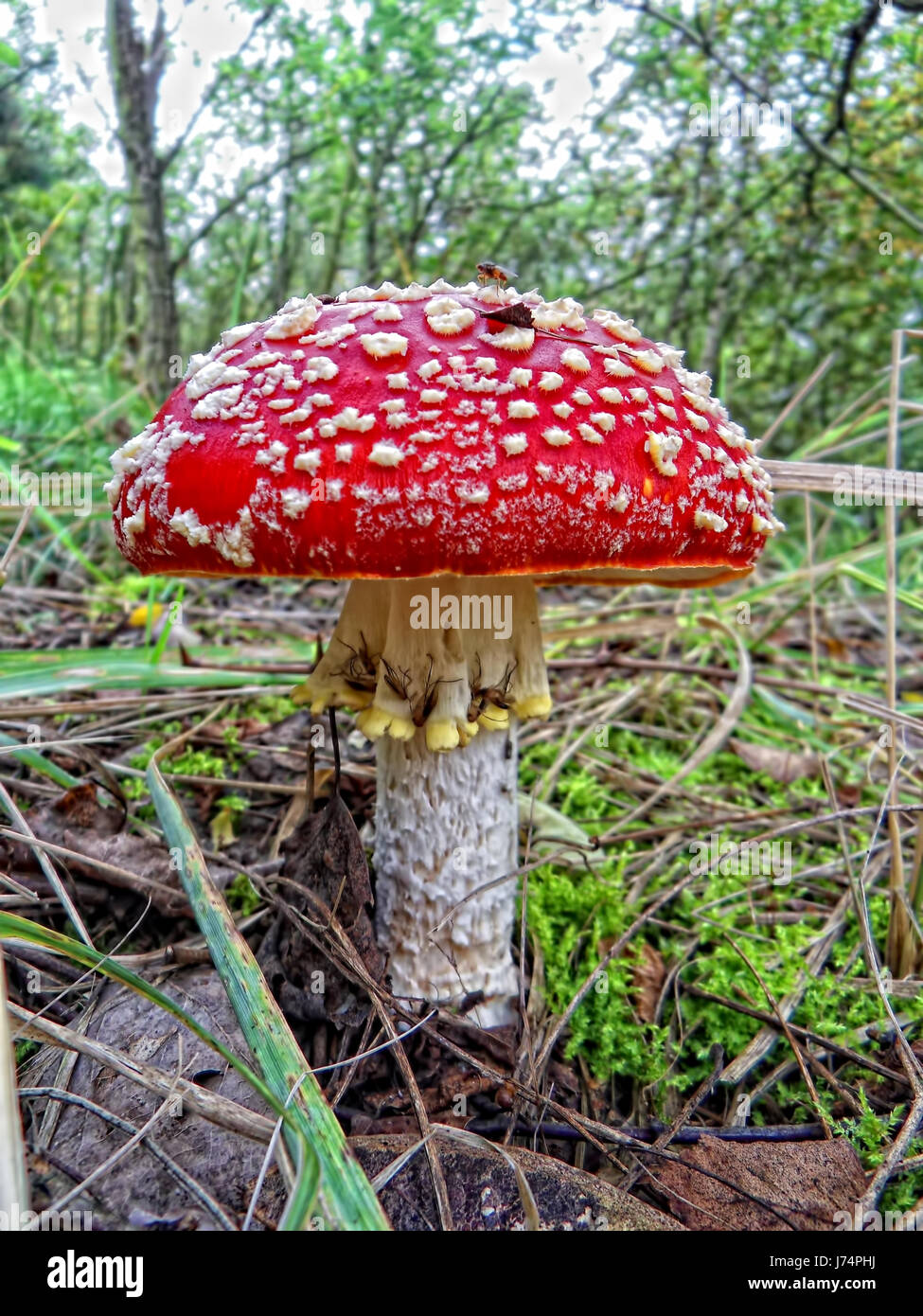fly agaric toadstool inedible toxic poisonous nature fall autumn macro ...