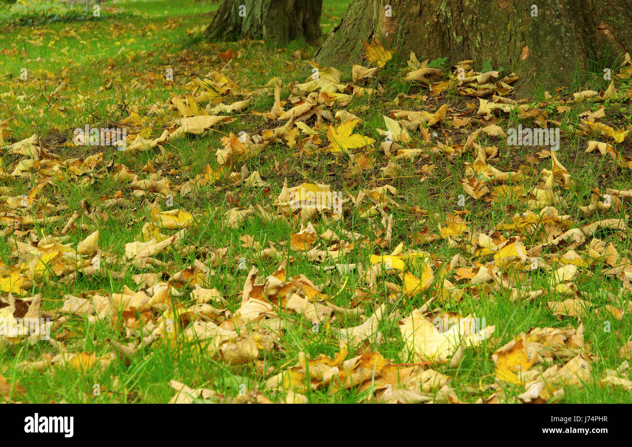 fall foliage on meadow - fall foliage on meadow 03 Stock Photo - Alamy
