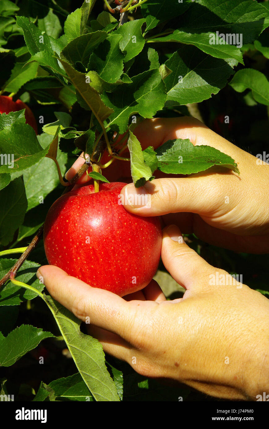 pick hand tree apple tree fruit apples apple harvest red pick hand leaf ...