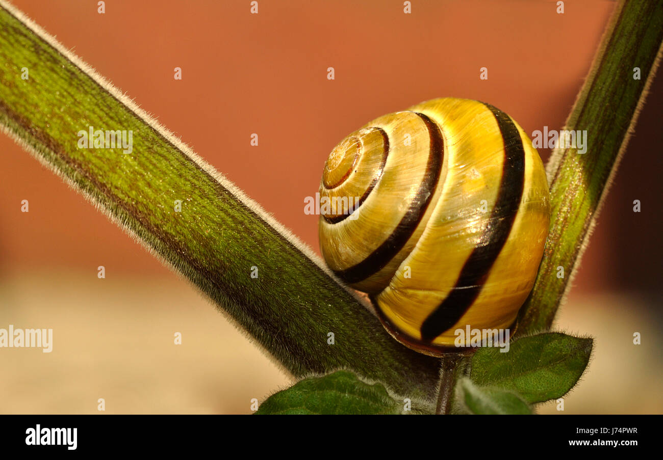 Deep black stripes hi-res stock photography and images - Alamy