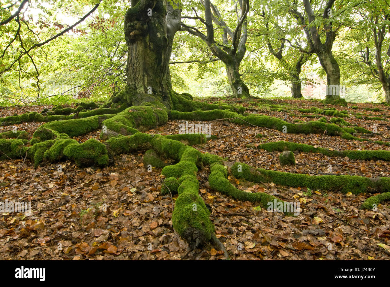 tree tree trunk leaves flora mood moss root season forest nature tree ...