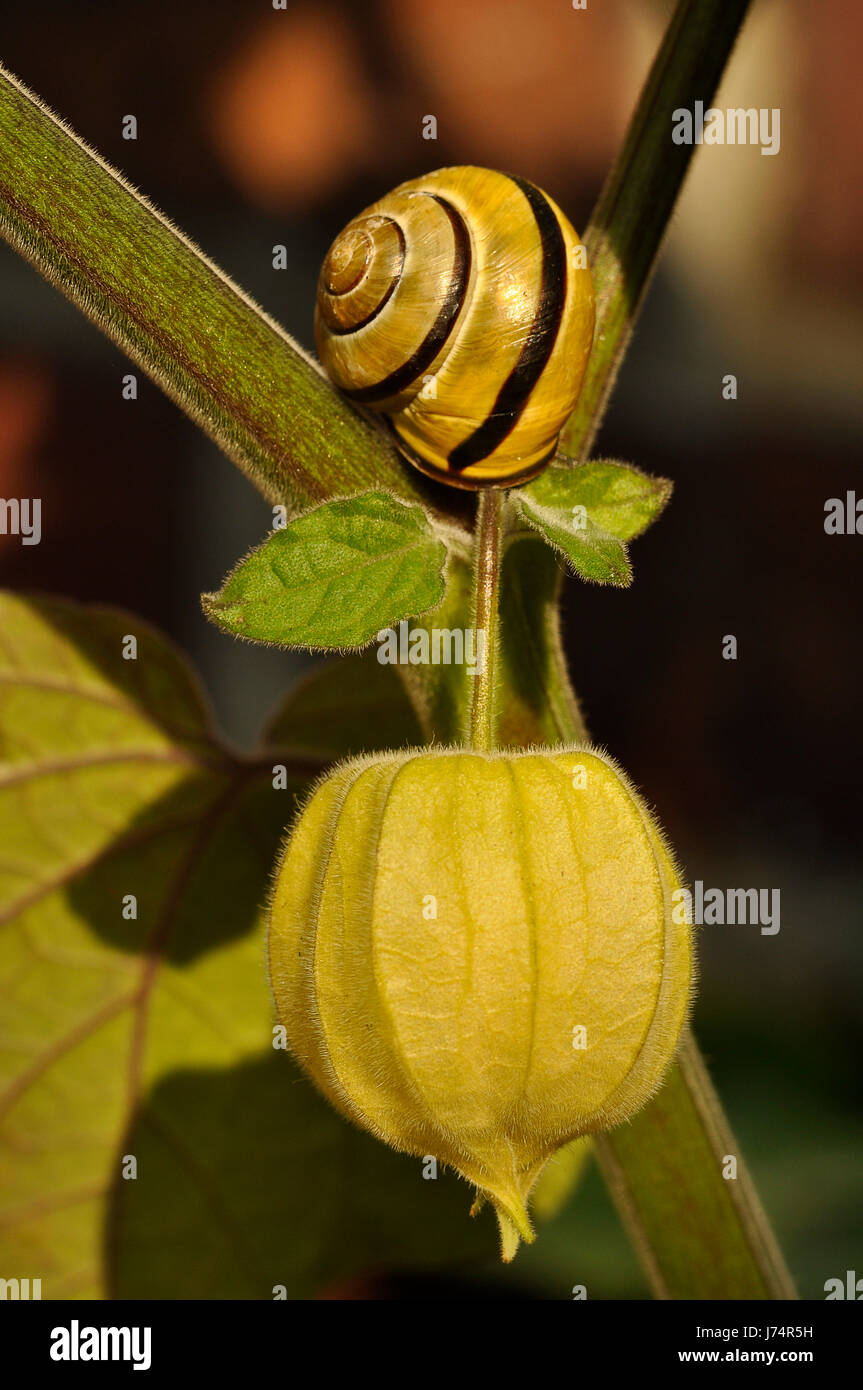 snail on physalis Stock Photo - Alamy