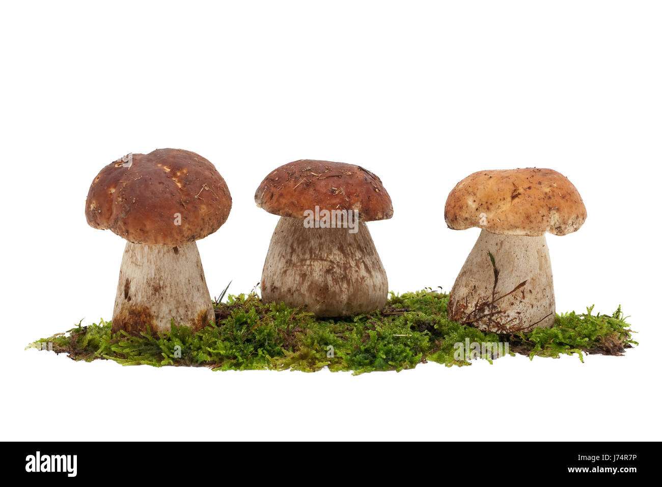cep on moss Stock Photo - Alamy