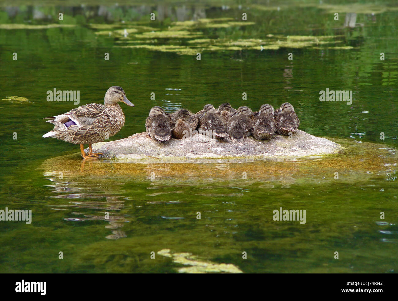 bird fresh water pond water chicken mallard zoology parent bonding ...