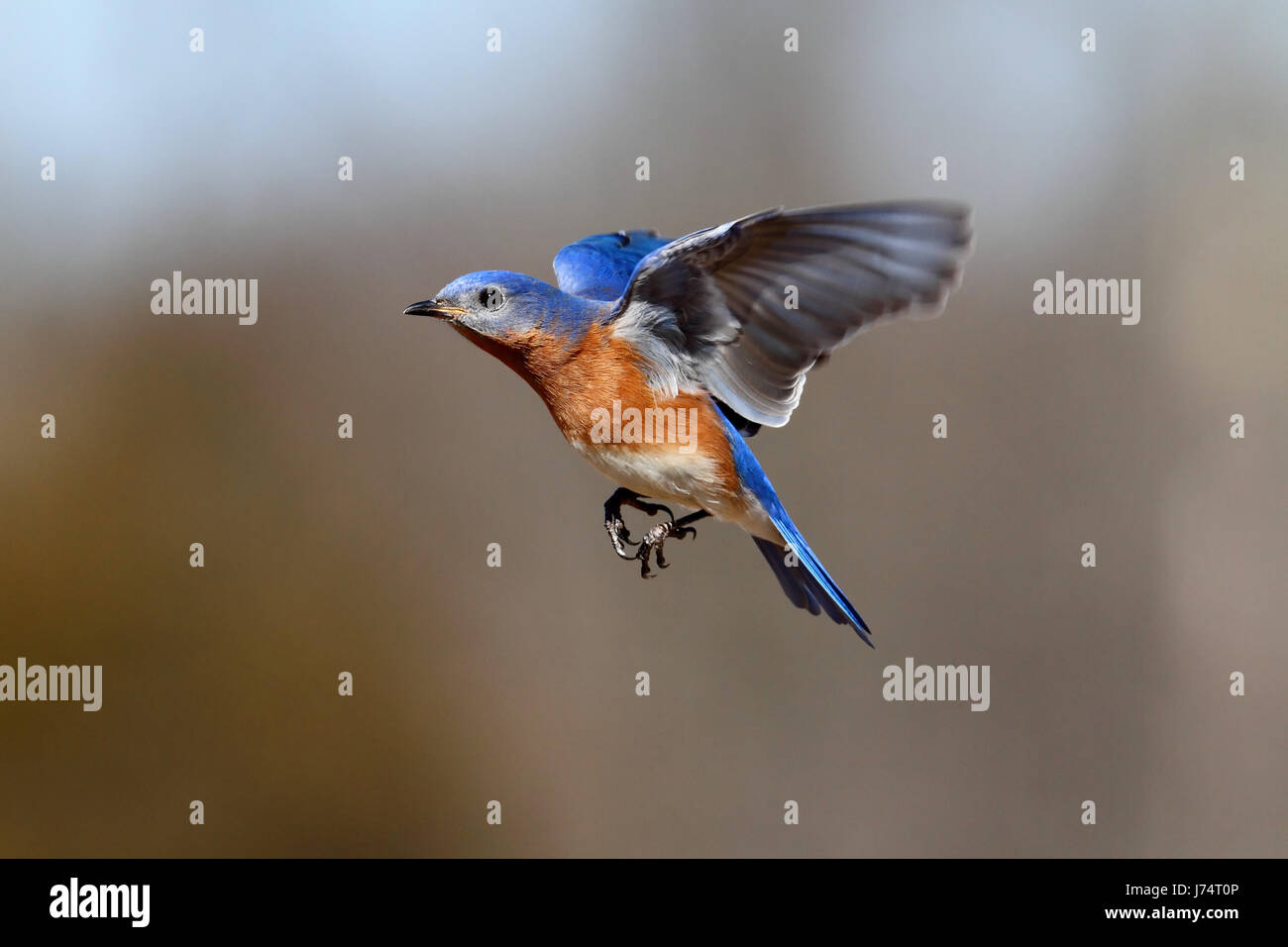 blue bird wild wildlife eastern fly flies flys flying nature blue ...
