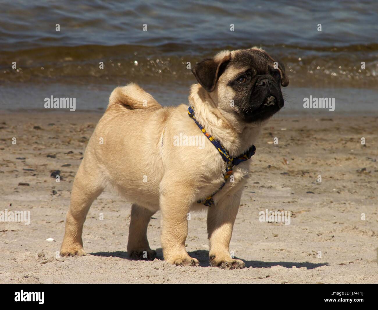pug at sea Stock Photo - Alamy