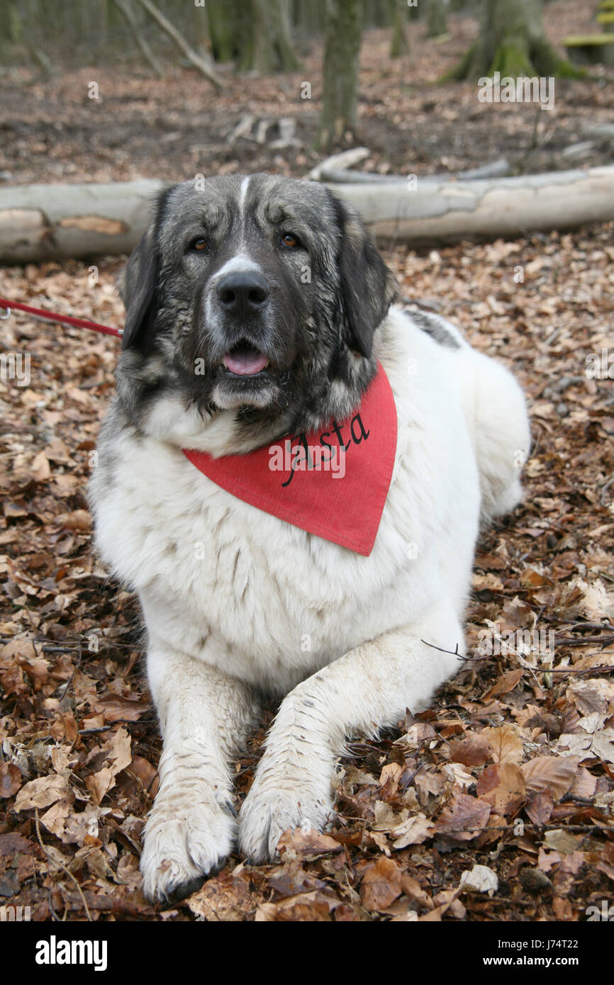 Bulky dog hi-res stock photography and images - Alamy