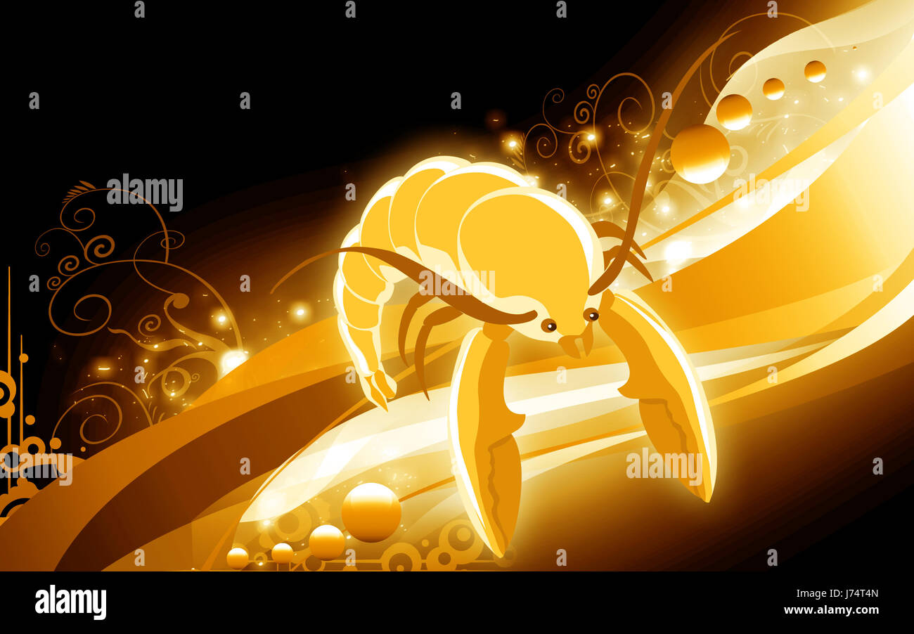 shrimp angle fish antenna navy marine legs food aliment macro close-up ...