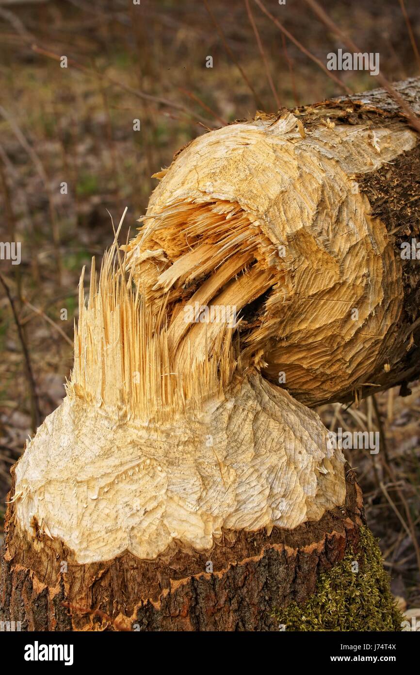 Wildverbiss hi-res stock photography and images - Alamy