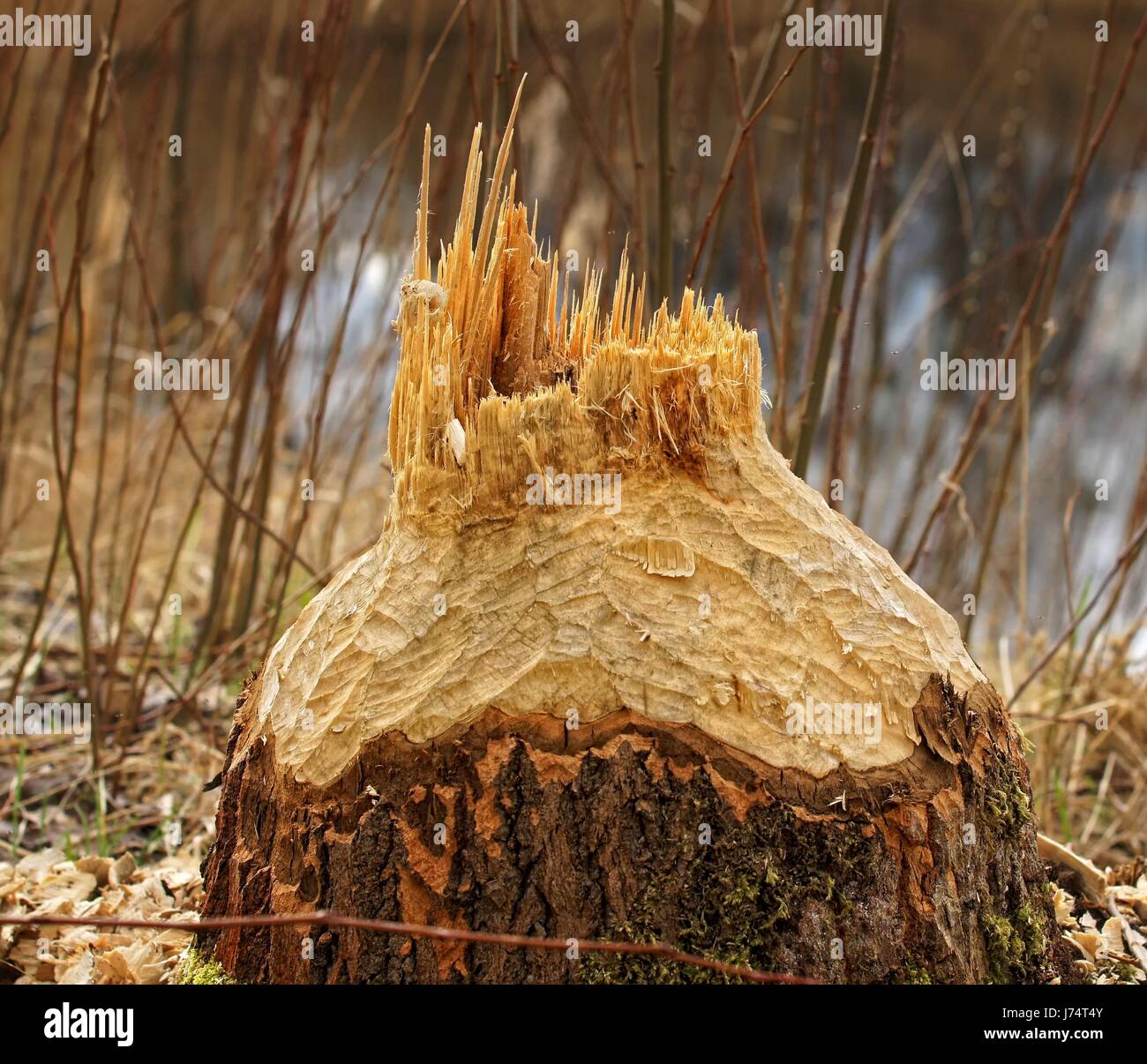 Wildverbi hi-res stock photography and images - Alamy