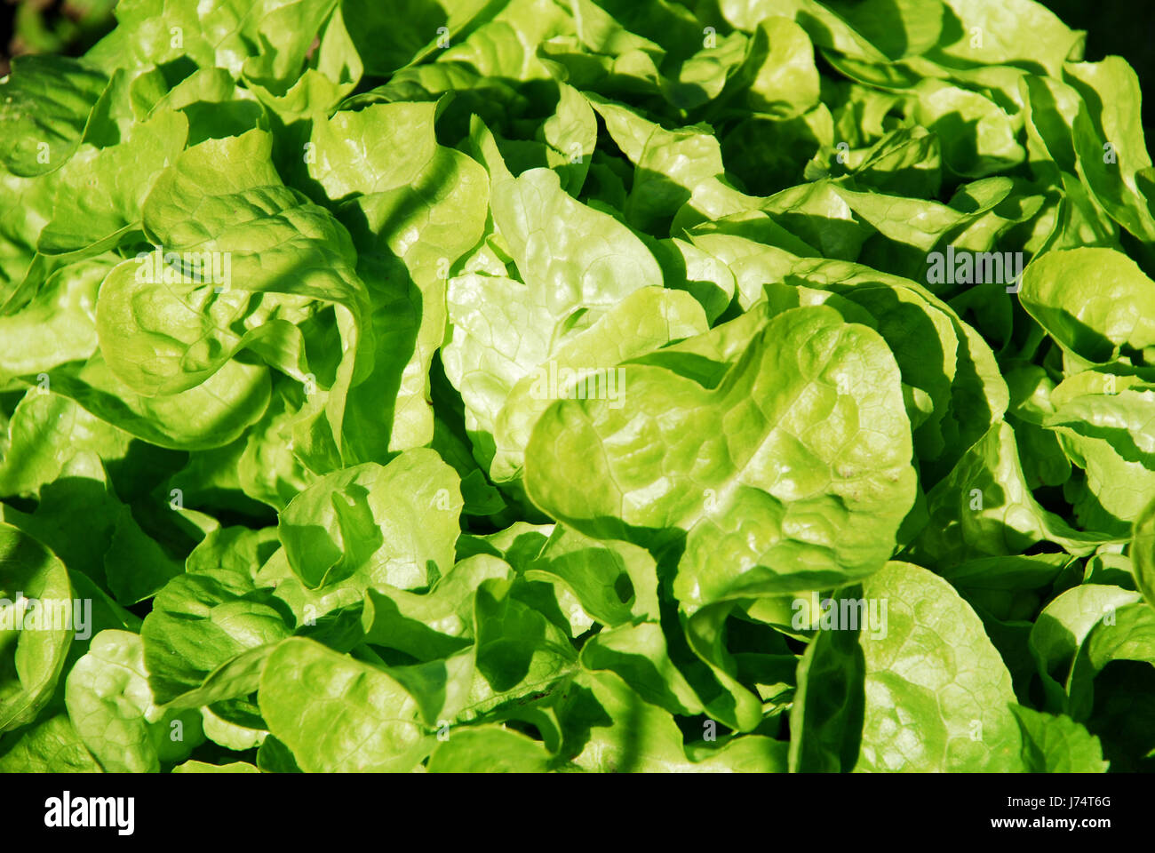 Lollo rosso bianco lettuce hi-res stock photography and images - Alamy