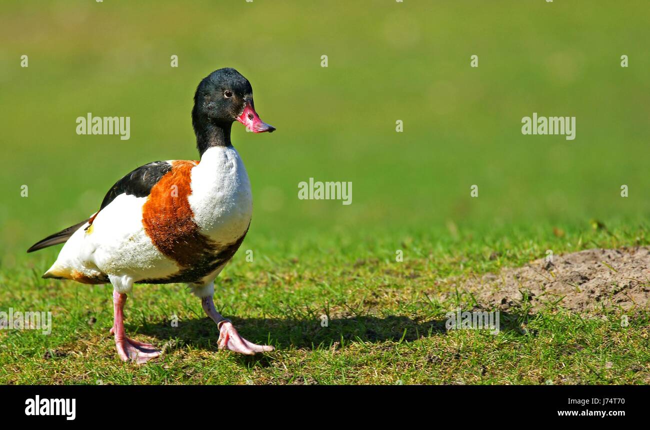 bird birds feathers feathering duck waddle poultry animal bird birds ...