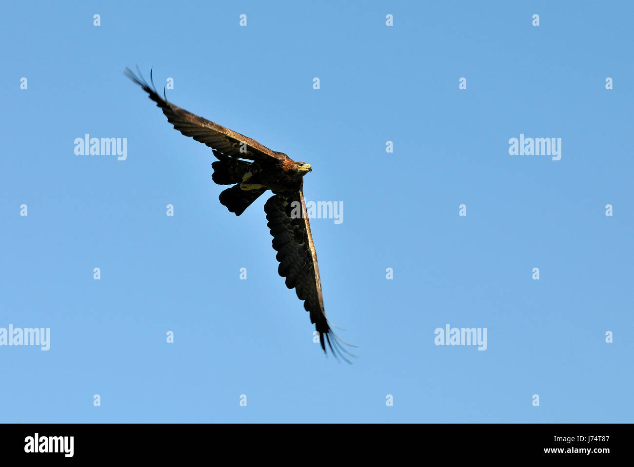 Swoop hi-res stock photography and images - Alamy