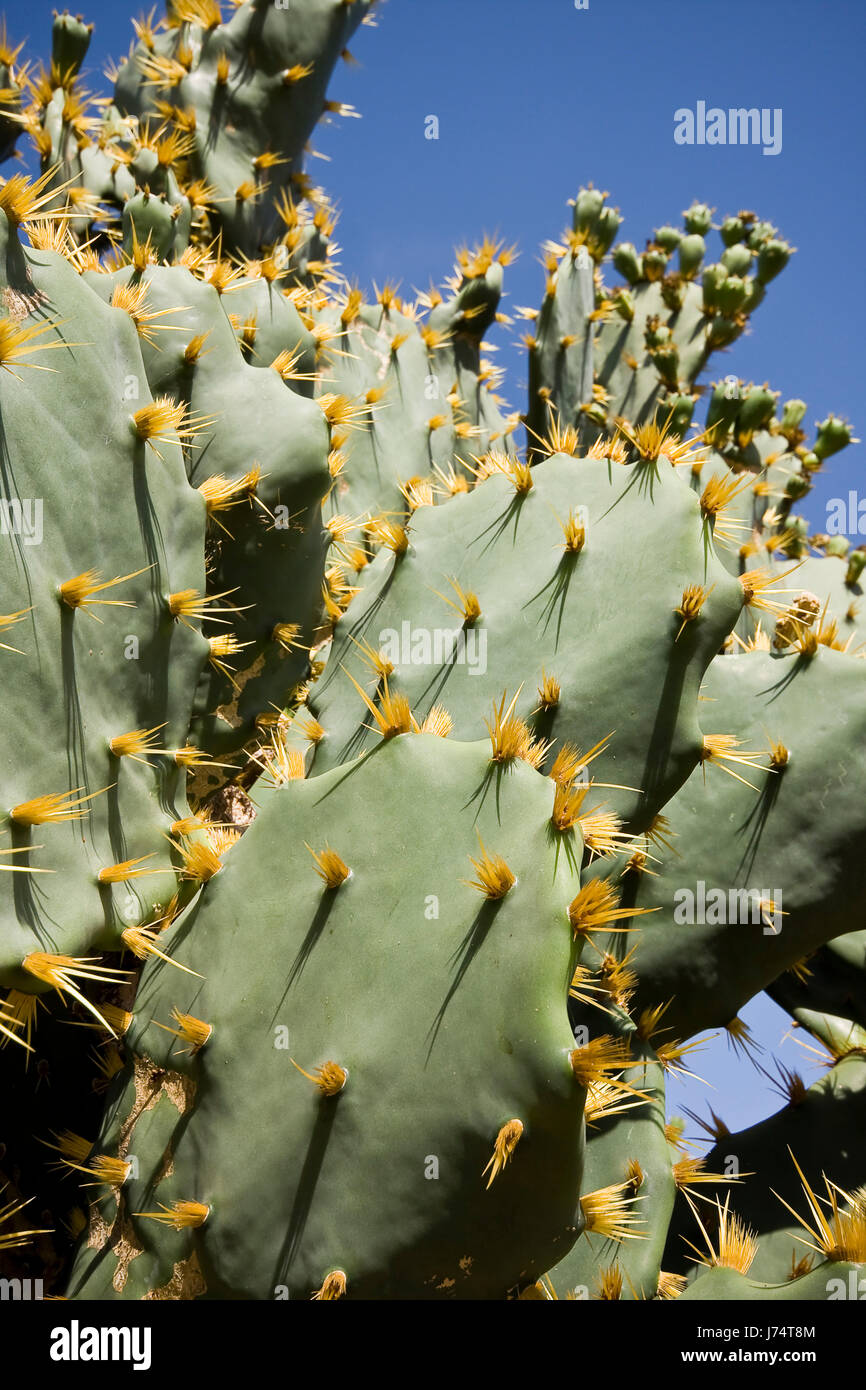 leaf green cacti cactus sting thorn plant leaf desert wasteland green ...