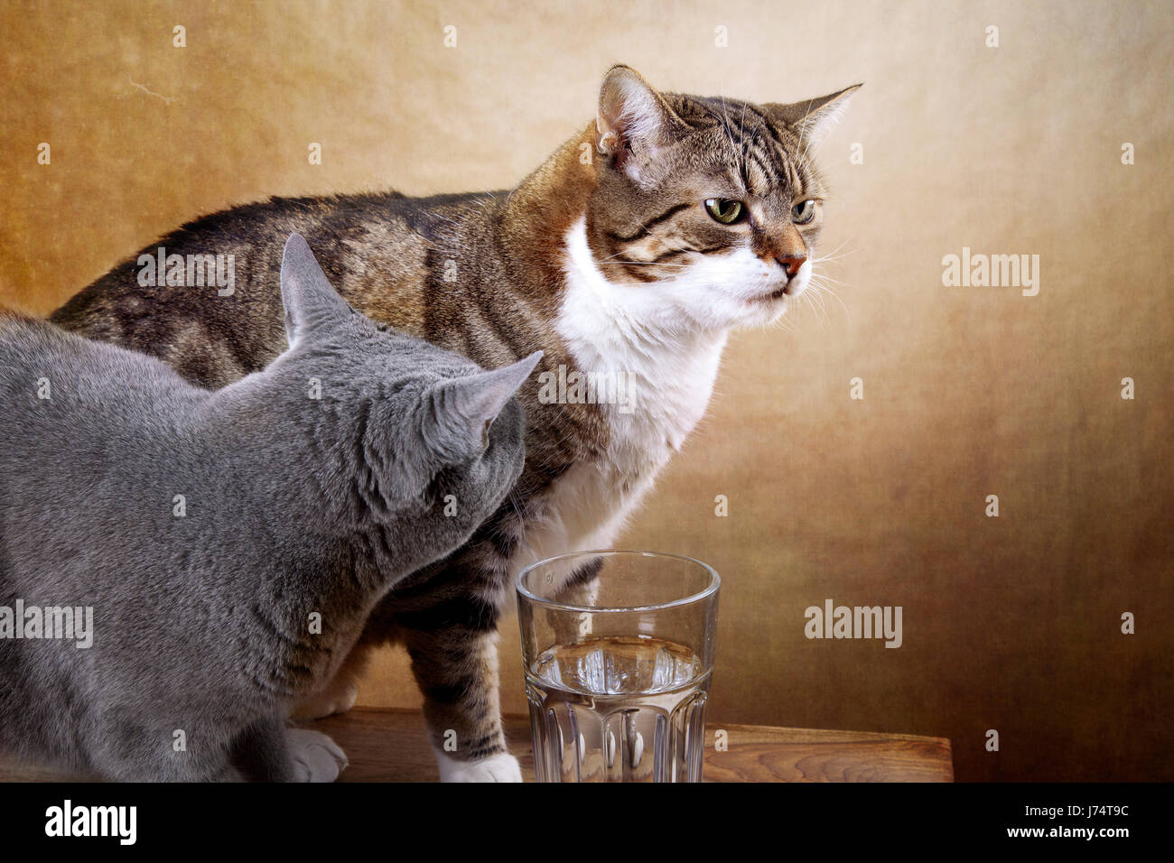 glass chalice tumbler drink drinking bibs portrait lick pussycat cat ...