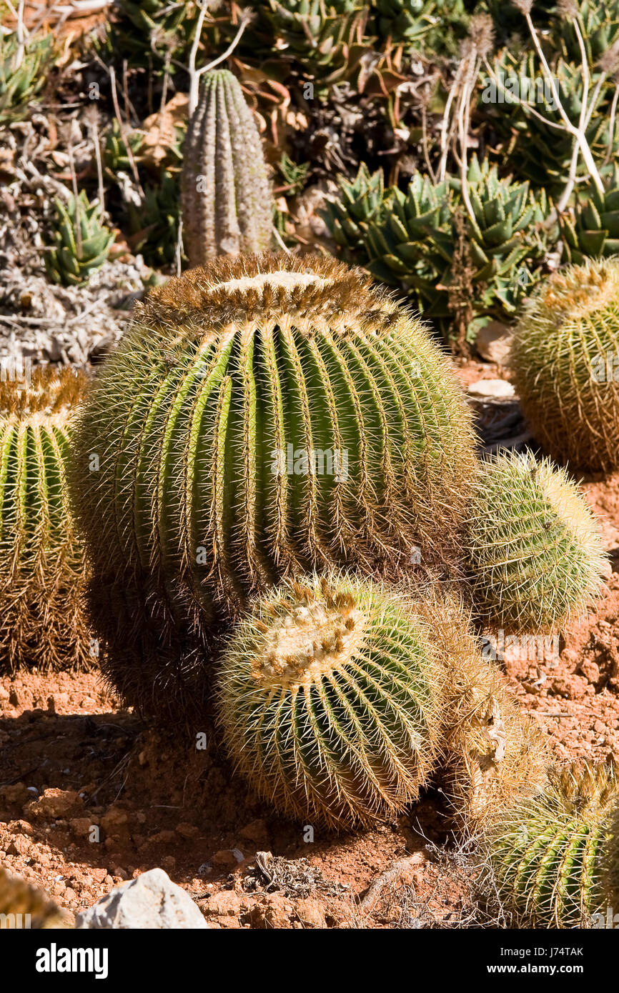cactus sting thorn yellow plant leaf desert wasteland green bloom ...