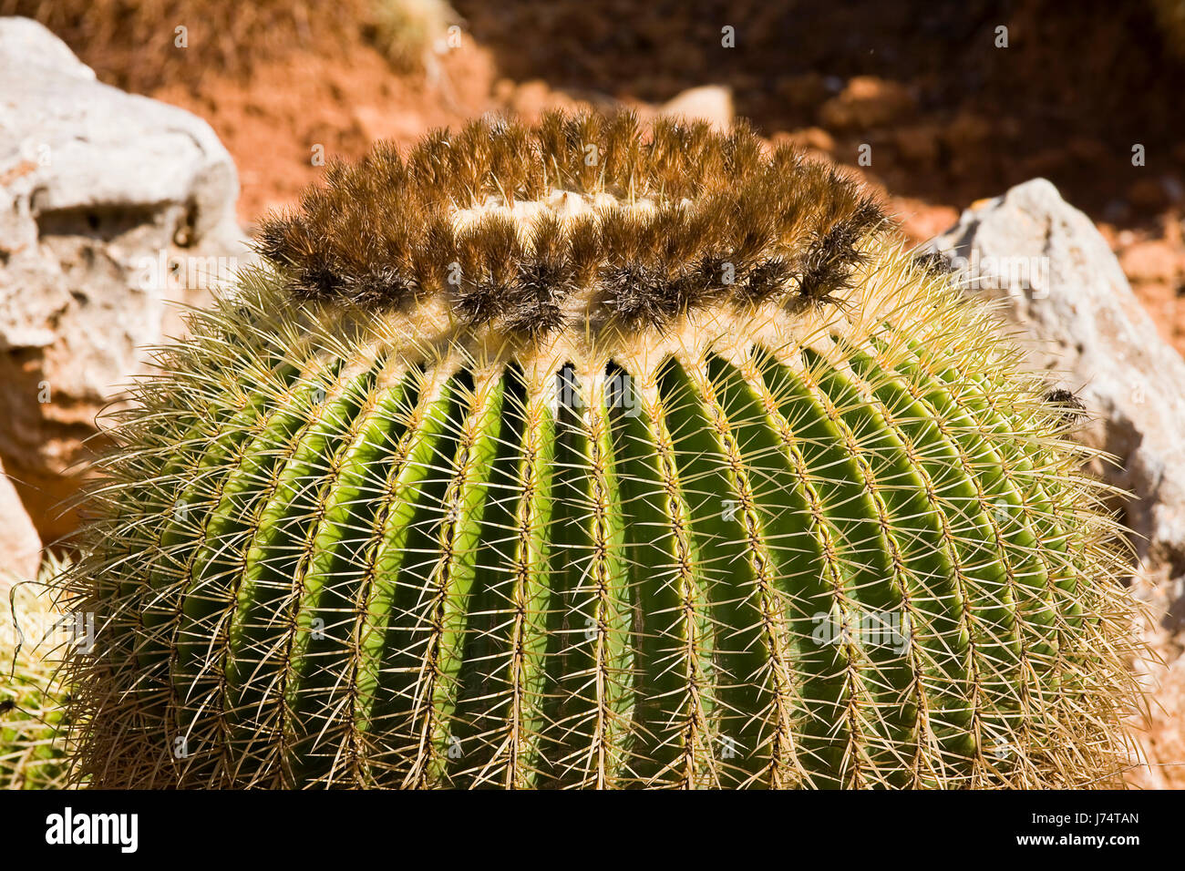 cactus sting thorn yellow plant leaf desert wasteland green bloom ...