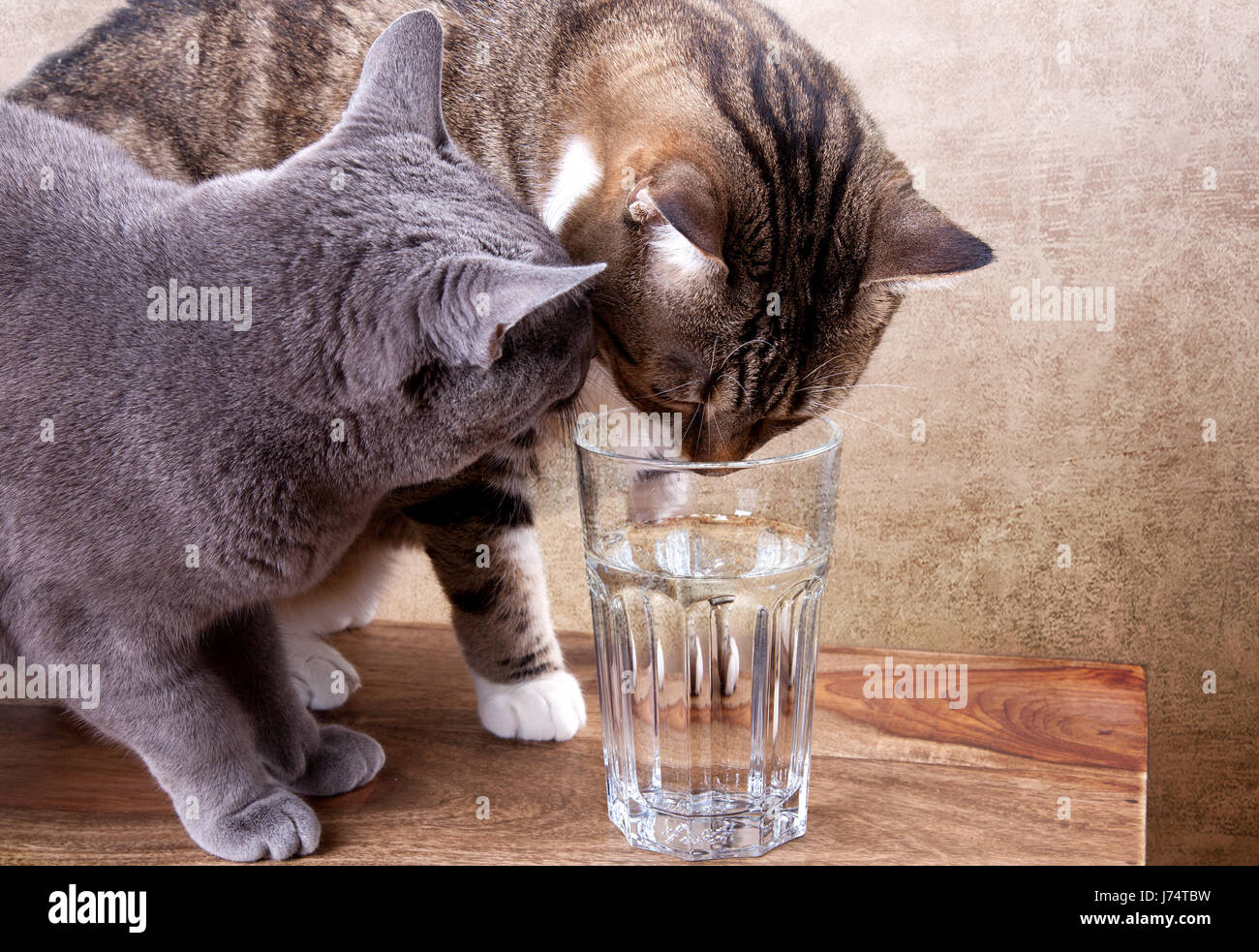 glass chalice tumbler drink drinking bibs portrait lick pussycat cat ...
