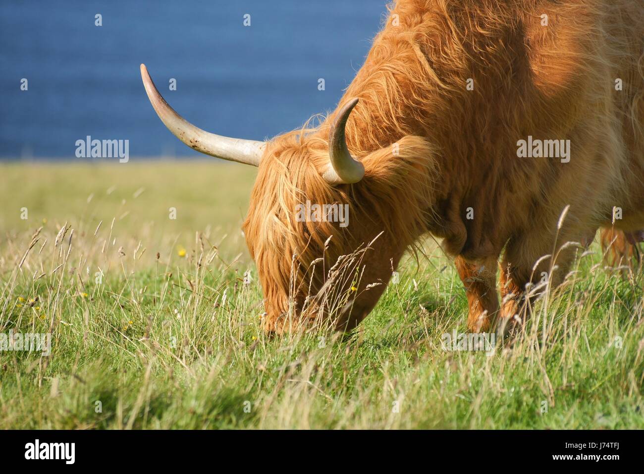 Draught cattle hi-res stock photography and images - Alamy