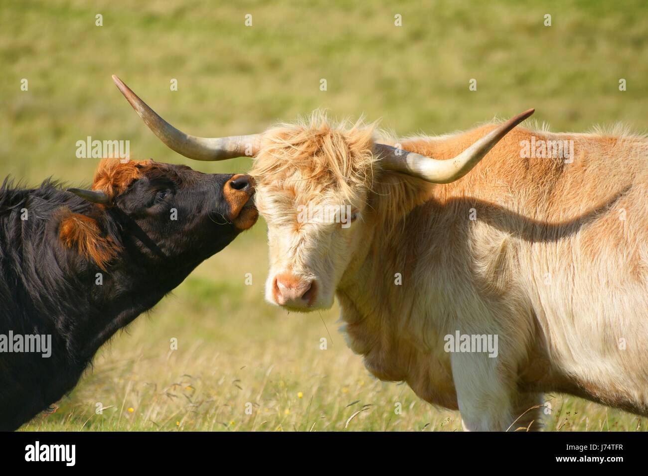 Draught cattle hi-res stock photography and images - Alamy