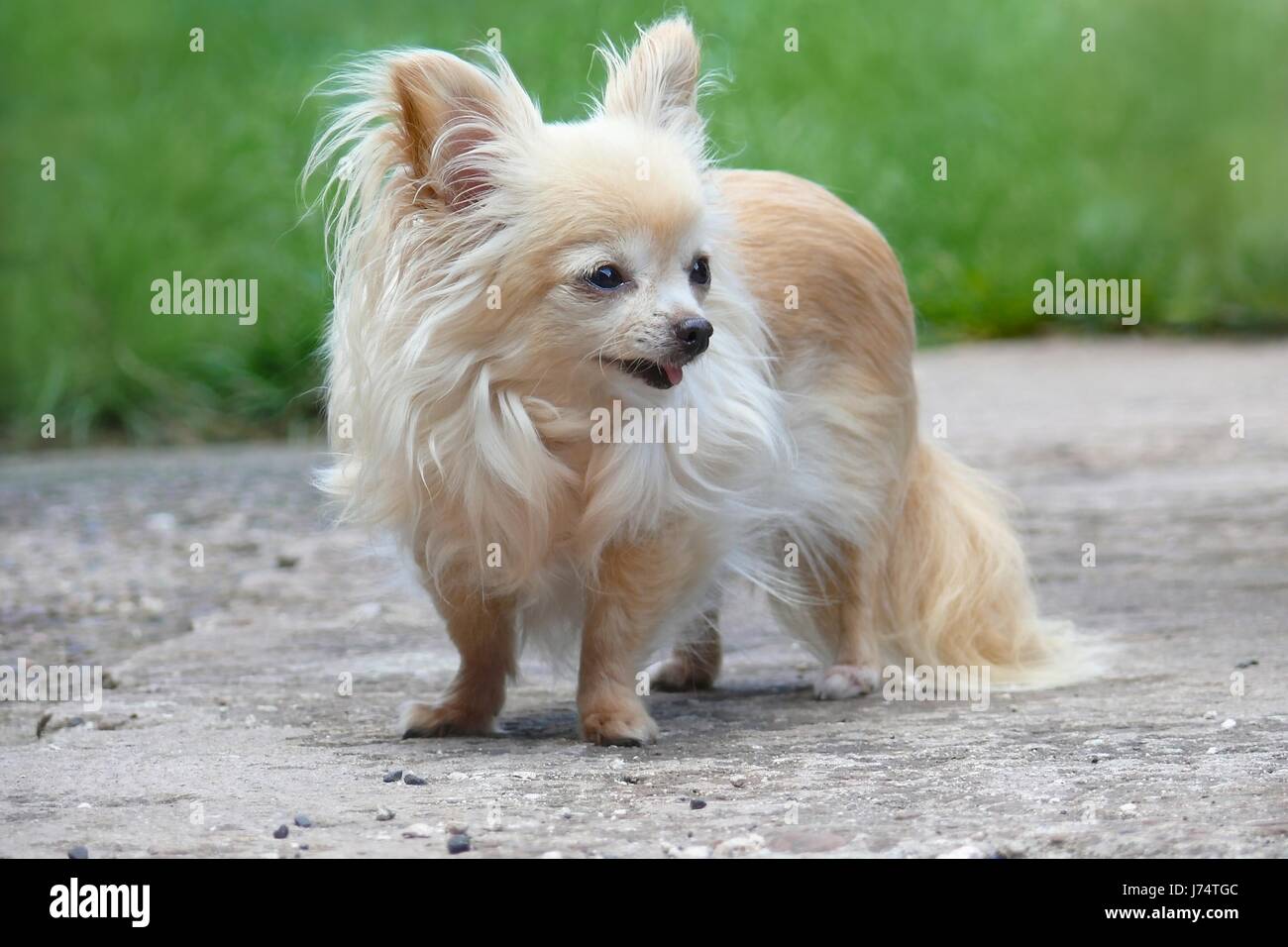 small dog quite large Stock Photo - Alamy