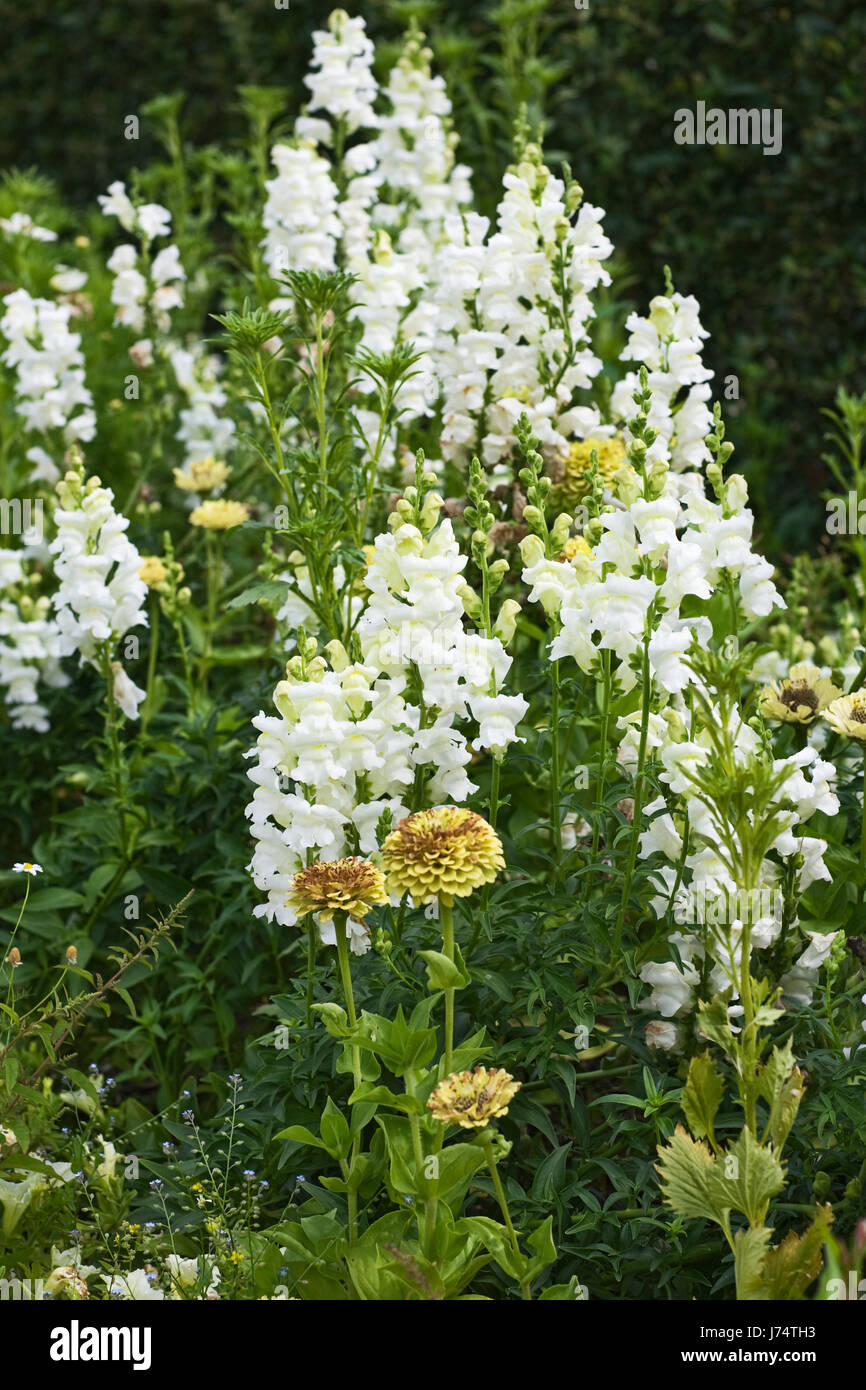blank european caucasian flower meadow snapdragon snapdragons flower ...