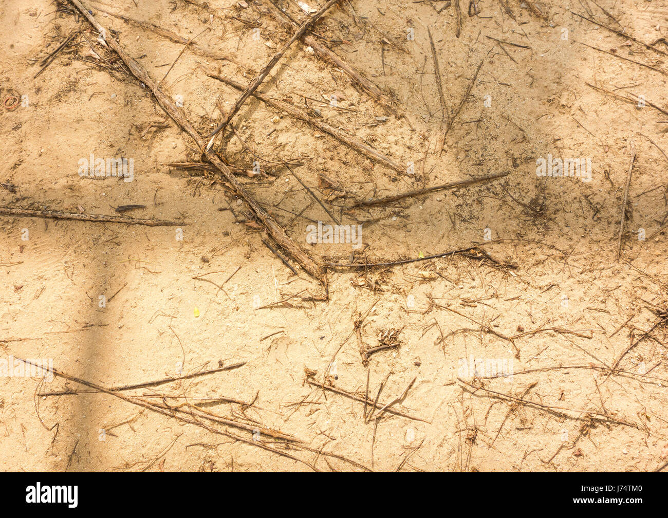 Tree root texture hi-res stock photography and images - Alamy