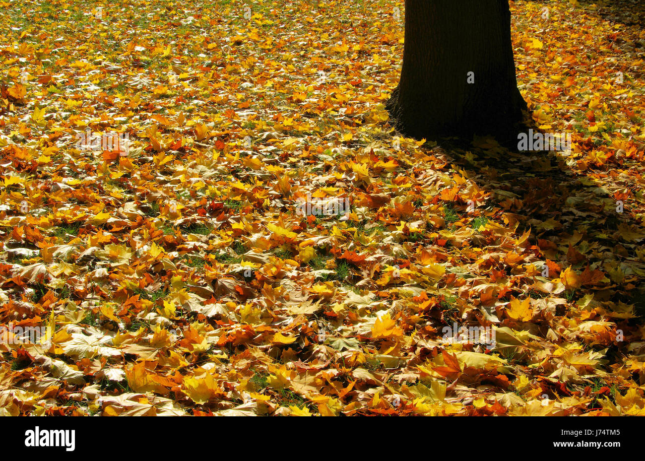fall foliage on meadow - fall foliage on meadow 07 Stock Photo - Alamy