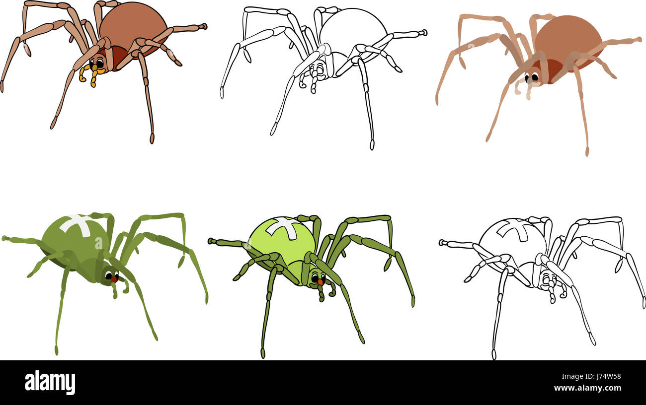isolated colour spider illustration paint draw cartoon legs danger art ...