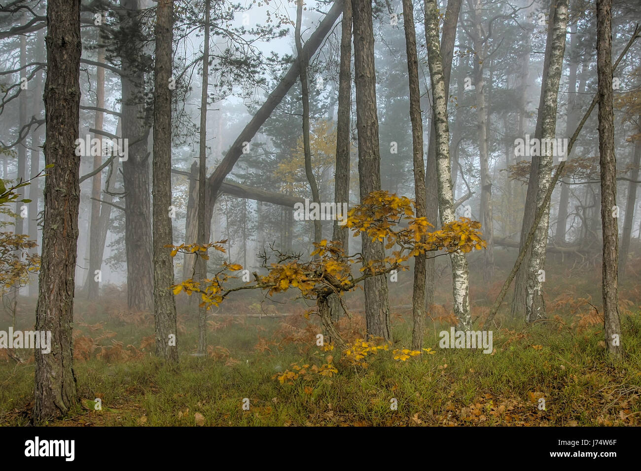 tree trees fog october forest nature fall autumn tree trees fog ...