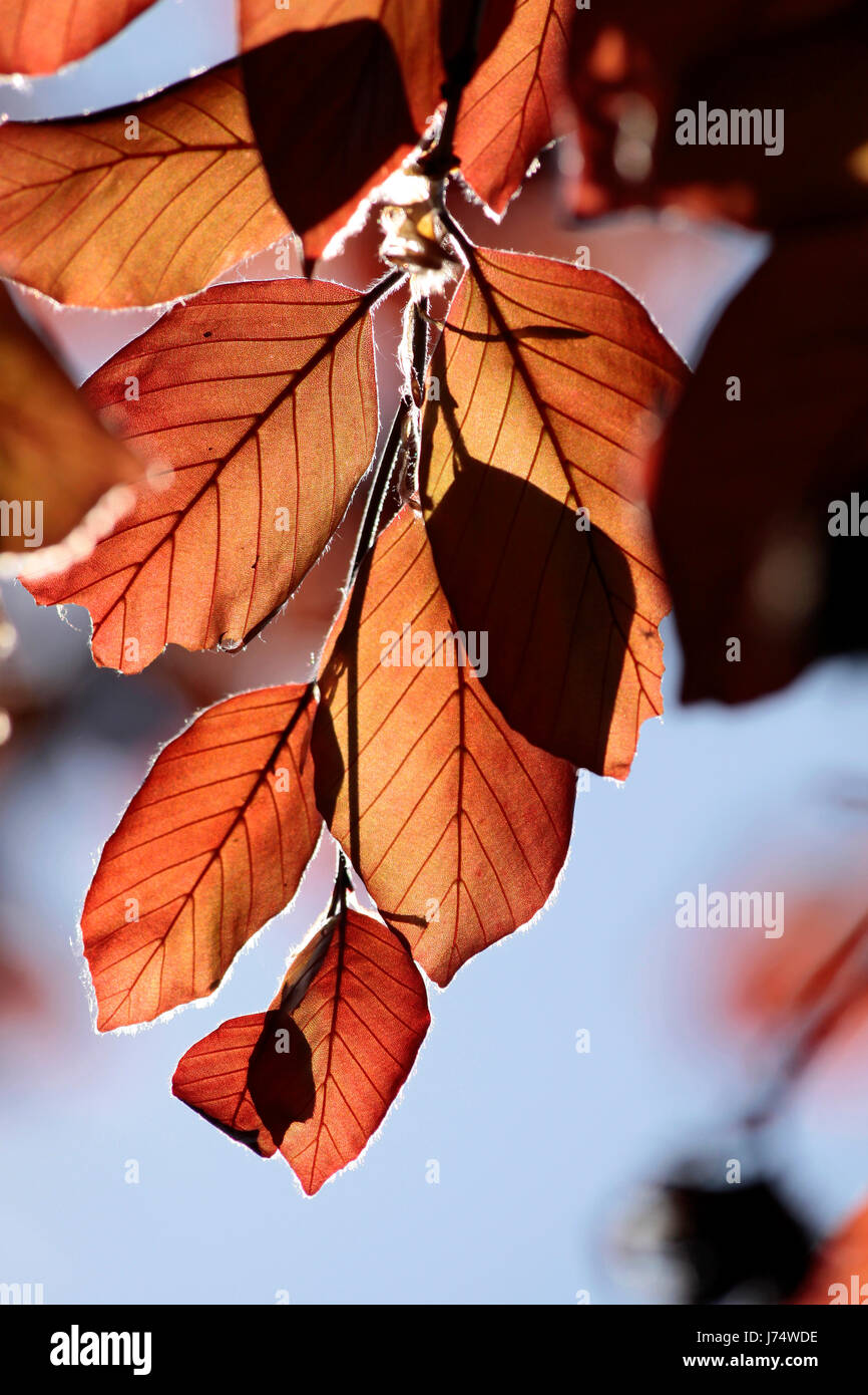 leaf tree leaves coloured colourful gorgeous multifarious richly ...