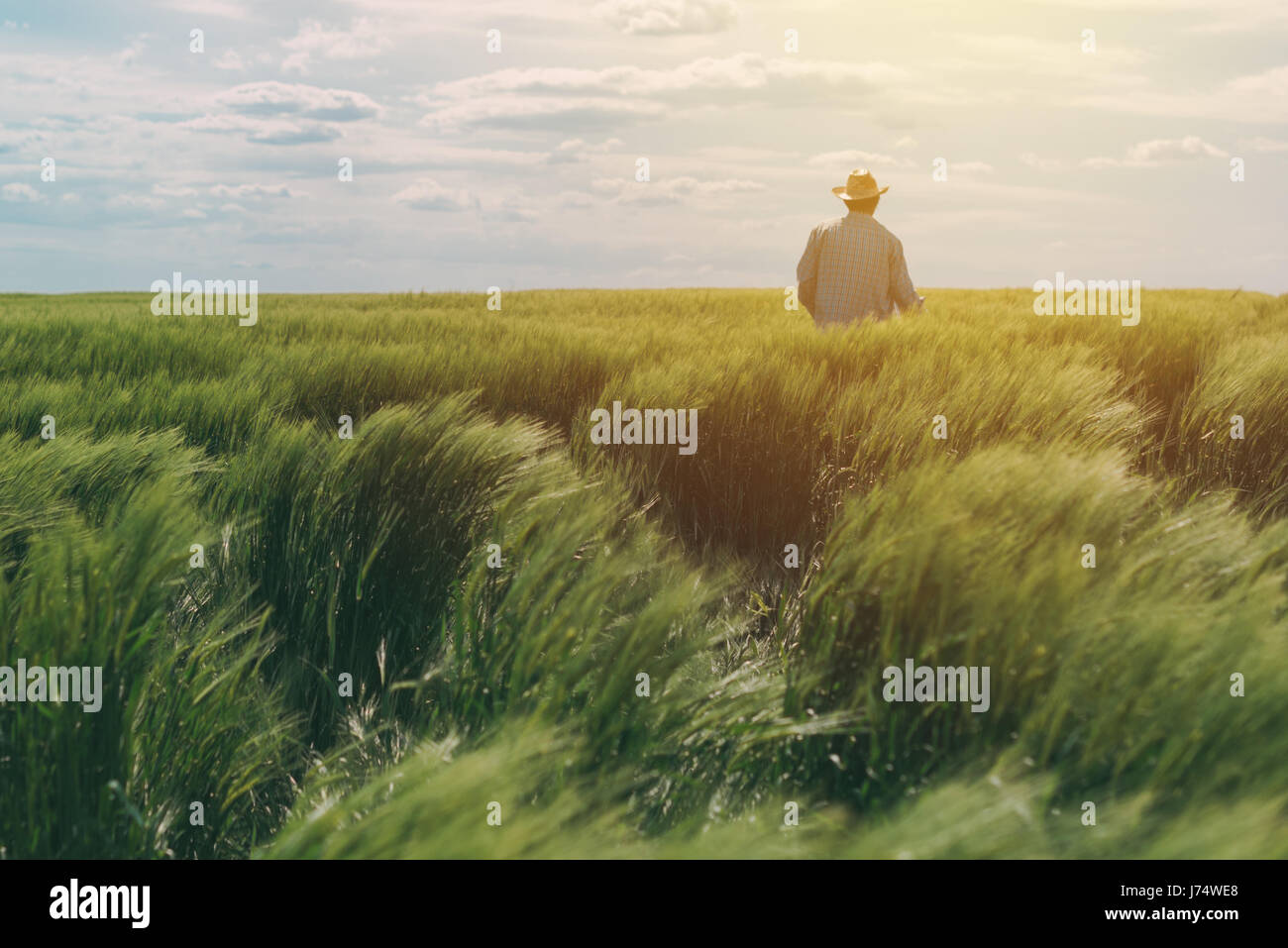Farmer walking through a green wheat field on windy spring day and ...