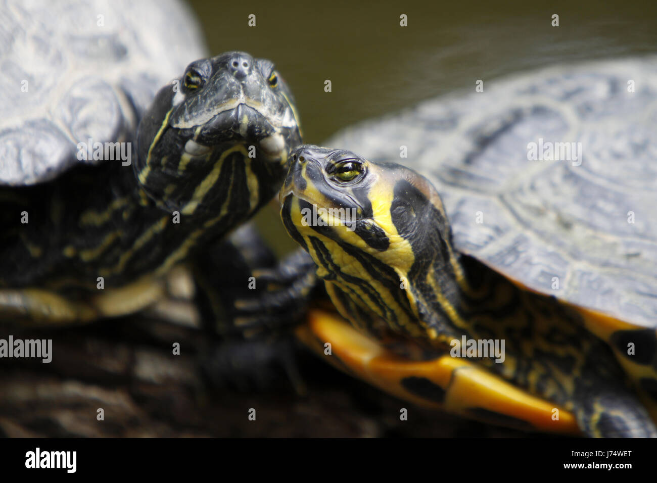 yellow-bellied slider turtles Stock Photo - Alamy