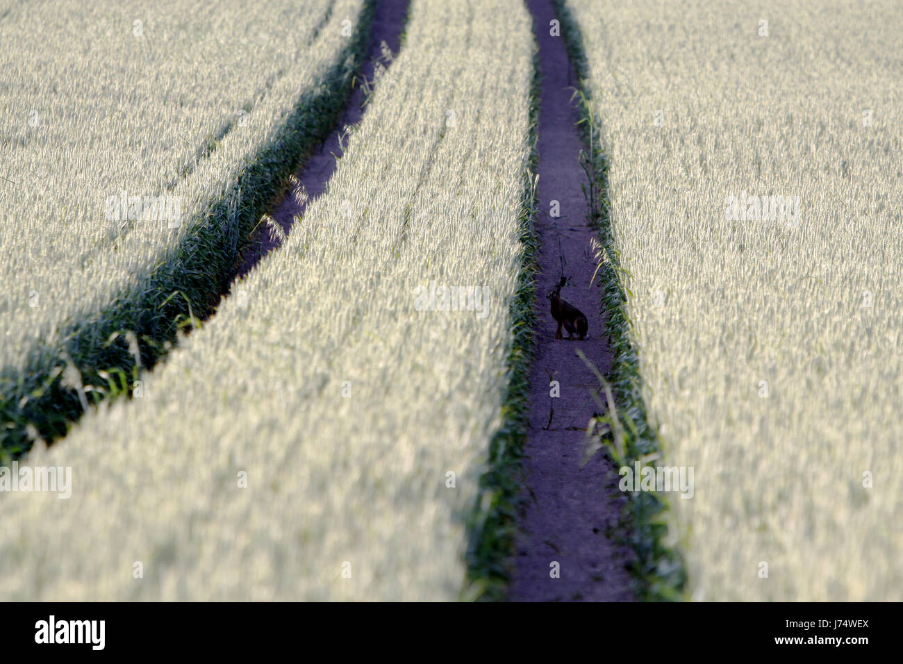animal mammal sense hare corn field bunny tracks footprints footmarks ...