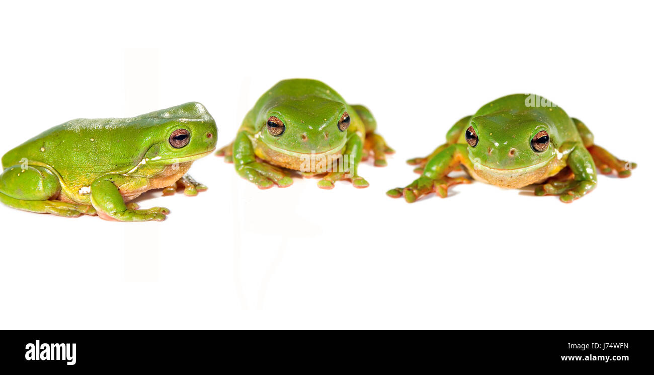 isolated tree frogs lawn green white isolated tree animal amphibian ...