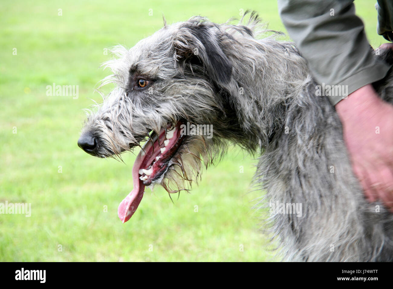 pet giant dog wolfhound big large enormous extreme powerful imposing ...