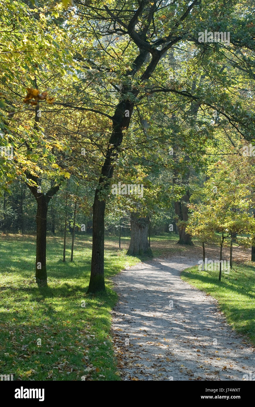 tree trees hike go hiking ramble trail landscape scenery countryside ...