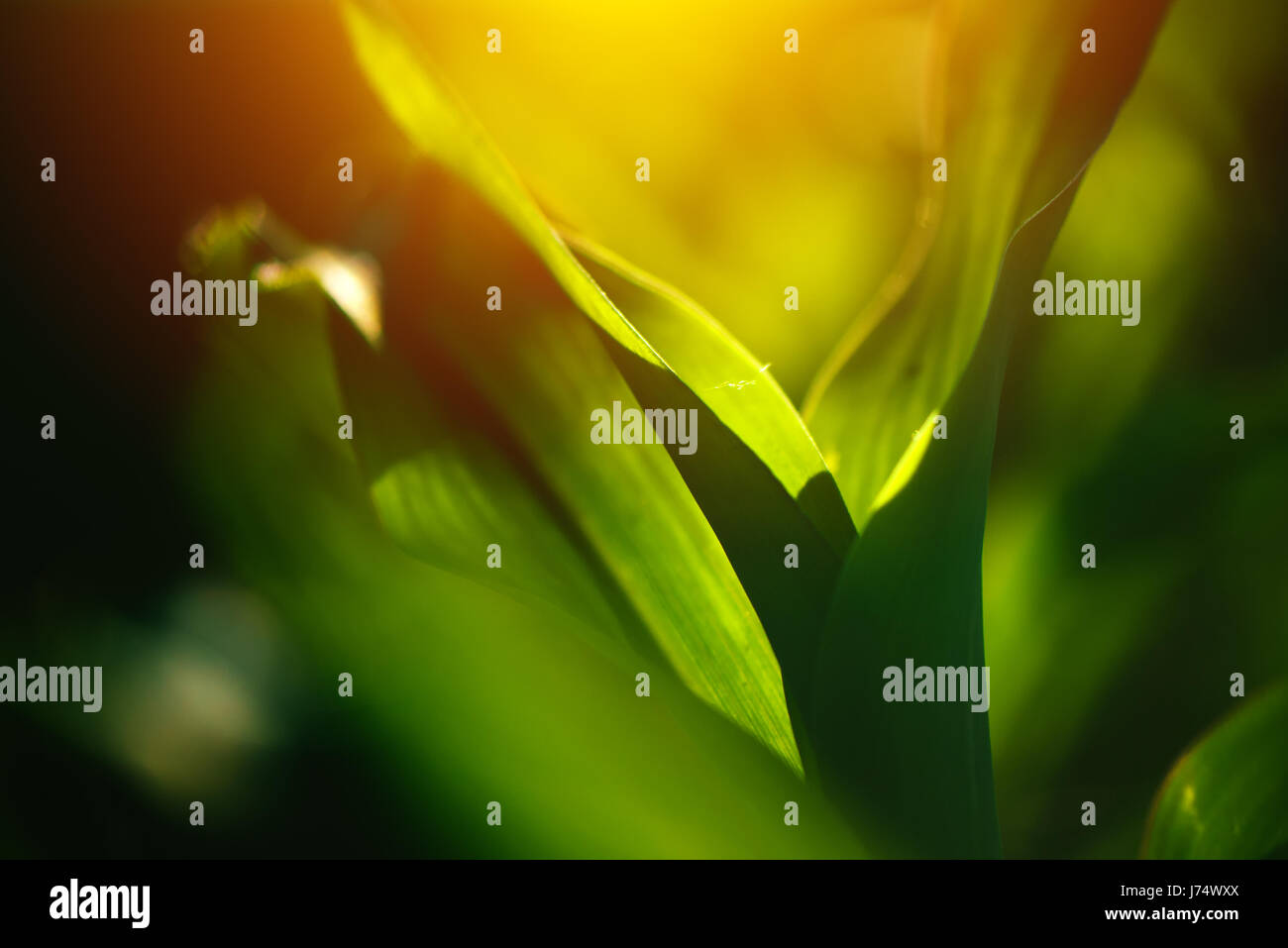 Young corn crop leaves as abstract background, growing maize in ...