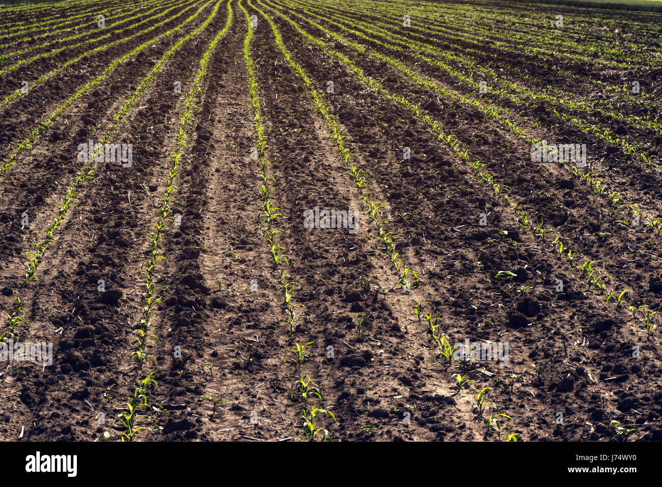 Young corn crop furrows, cultivated agricultural field, agriculture and ...