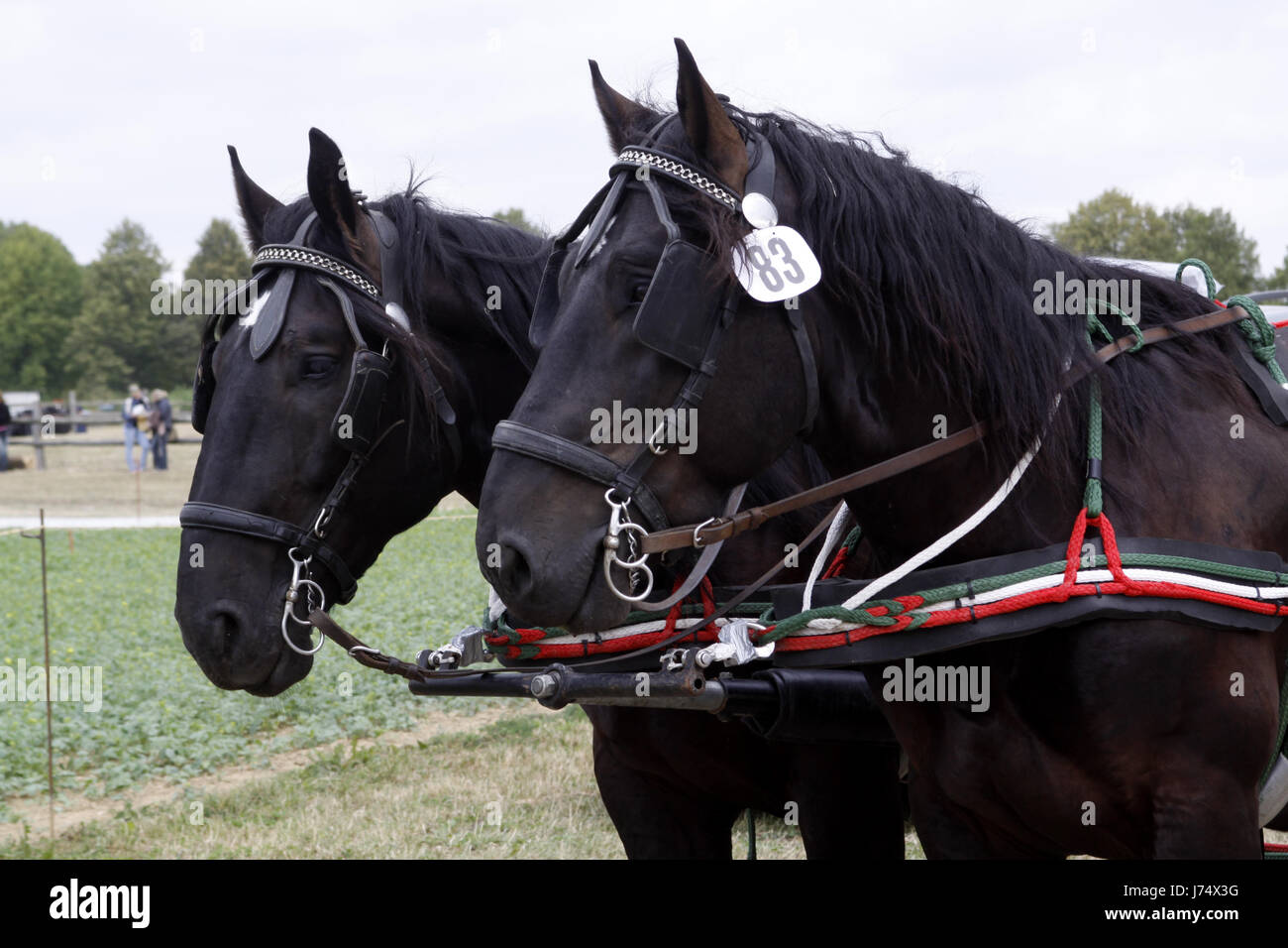 Noriker hi-res stock photography and images - Alamy