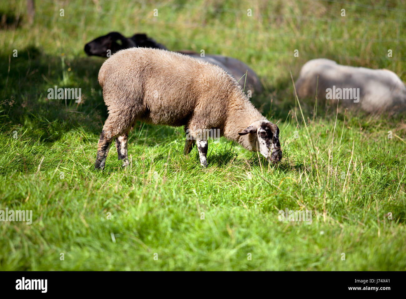 sheep sheep (pl.) meadow grass lawn green willow fall autumn bucolic ...