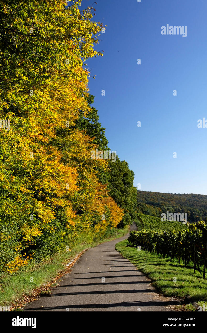 leaves vineyard vines path way vine grape vine grape-vine scenery ...