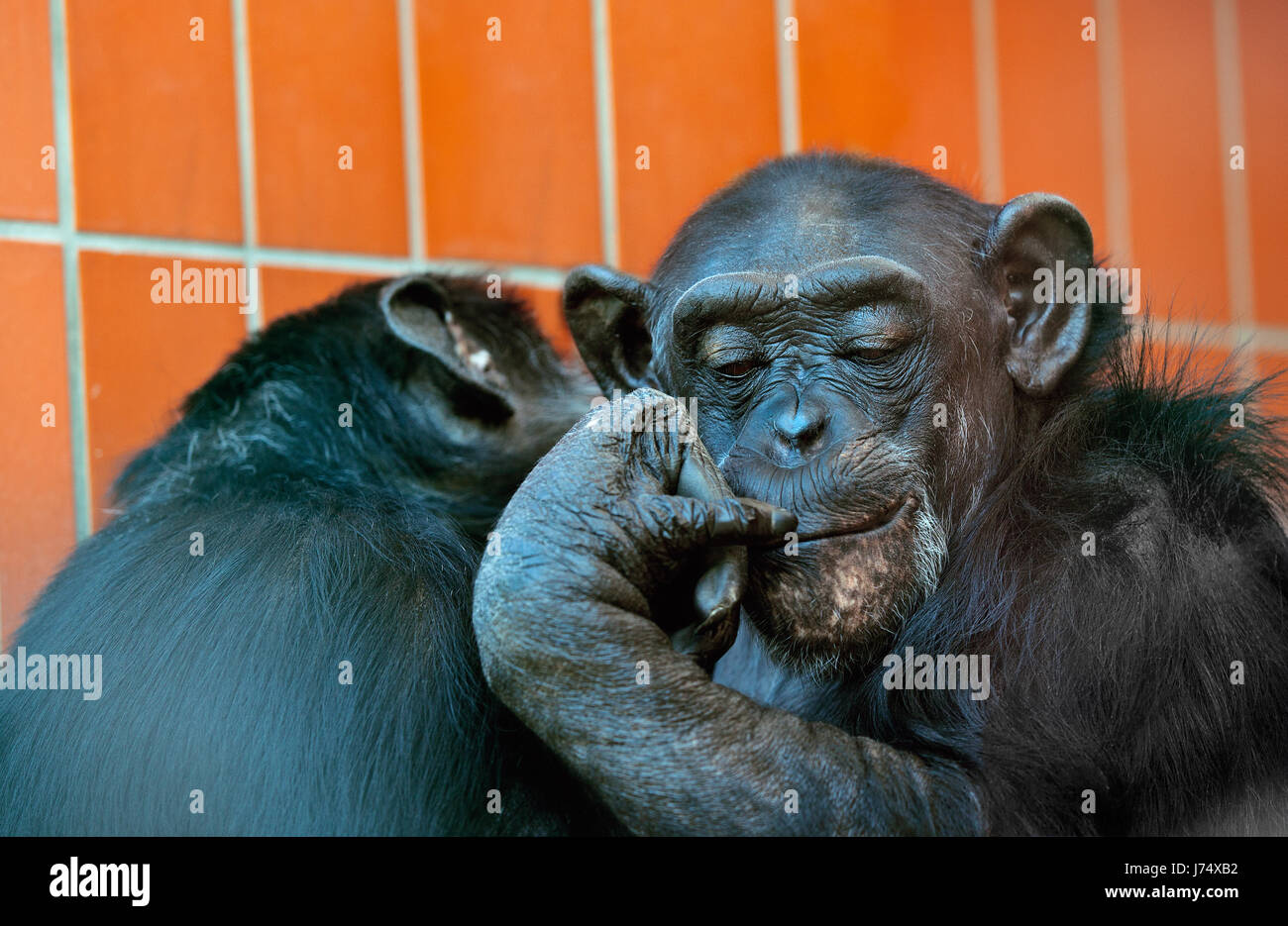 animal mammal monkey chimpanzee anthropoid meditative detail africa ...
