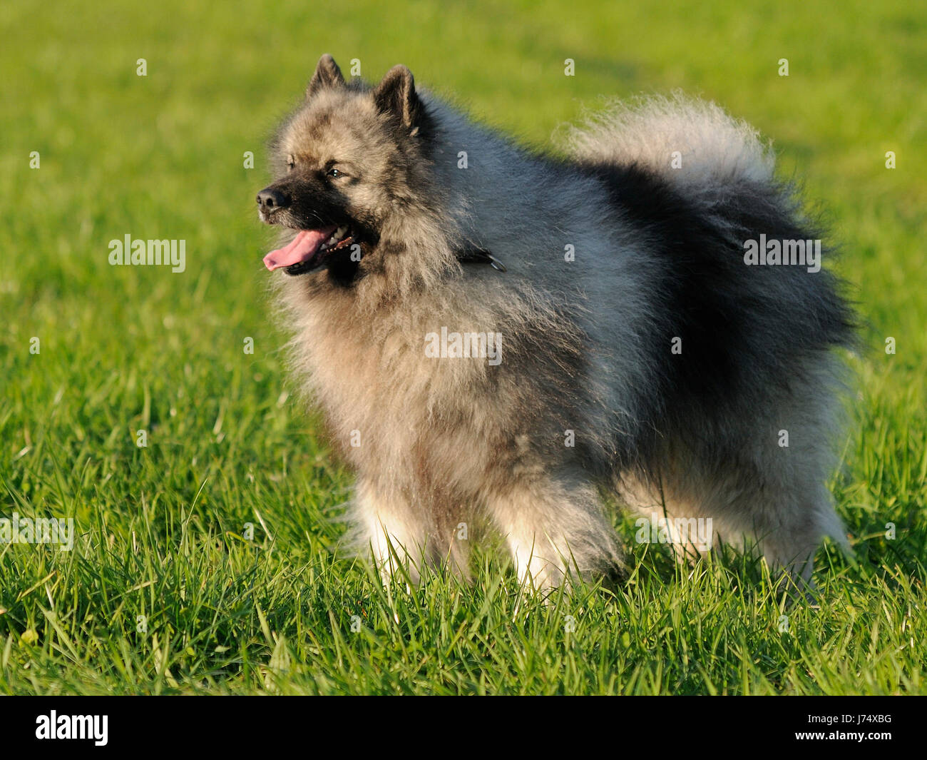 dog pointed wolf watchdog wait waiting pet mouth watchful eyes ears ...