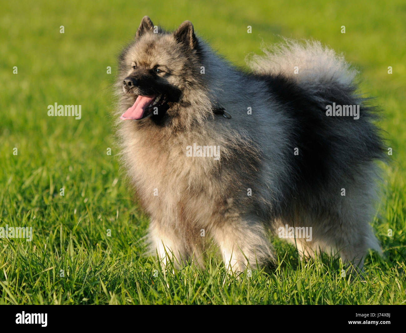 Patient watchdog hi-res stock photography and images - Alamy