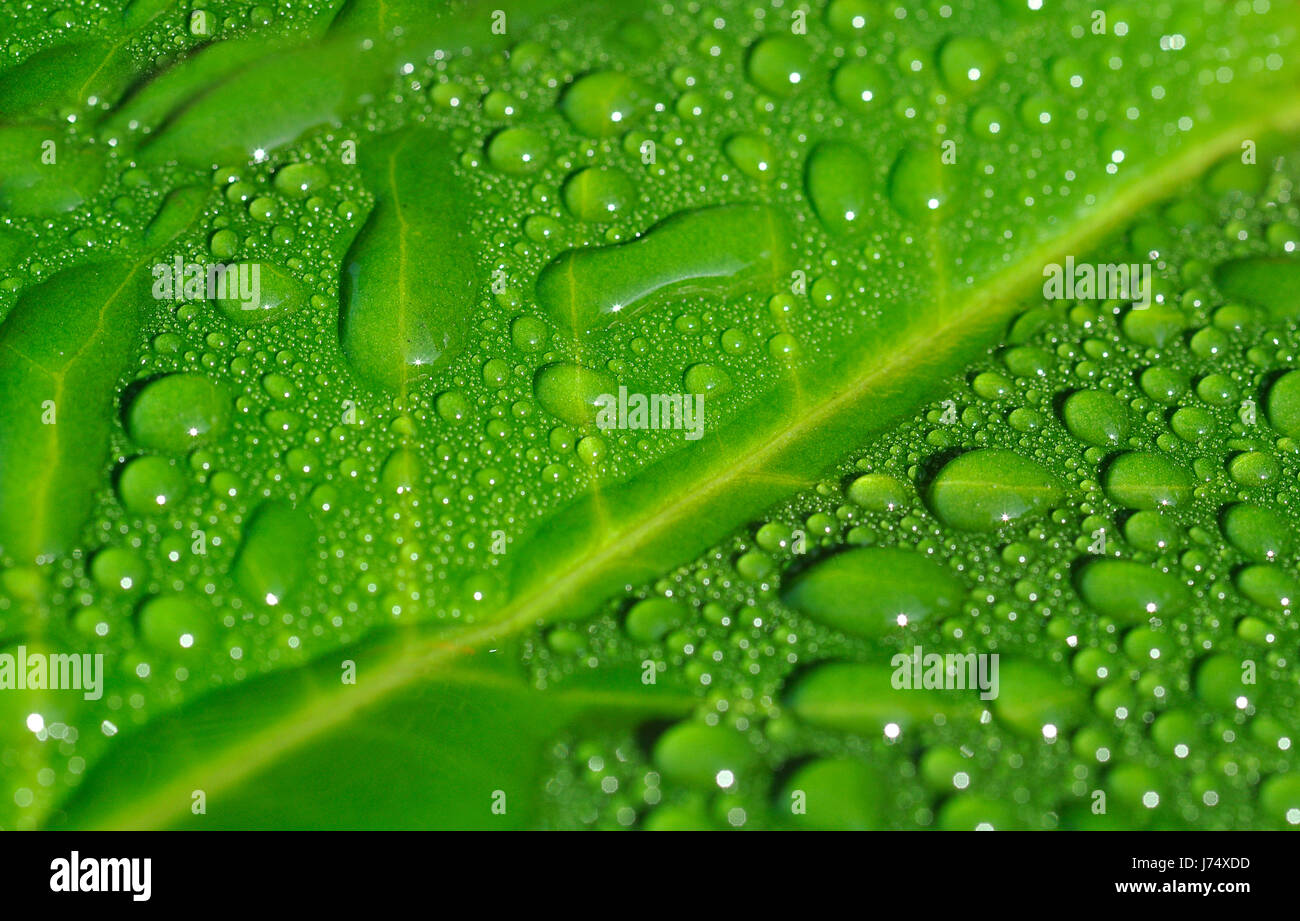 raindrop wet dew moist water drop waterdrop water drop drip drops ...