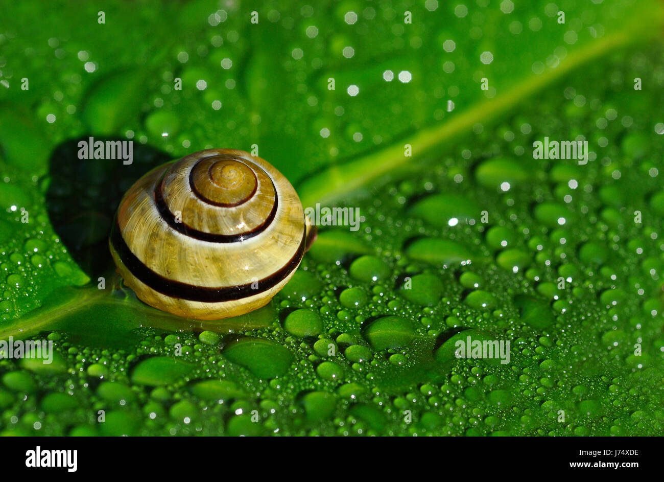 raindrop wet dew moist water drop waterdrop water drop drip drops ...