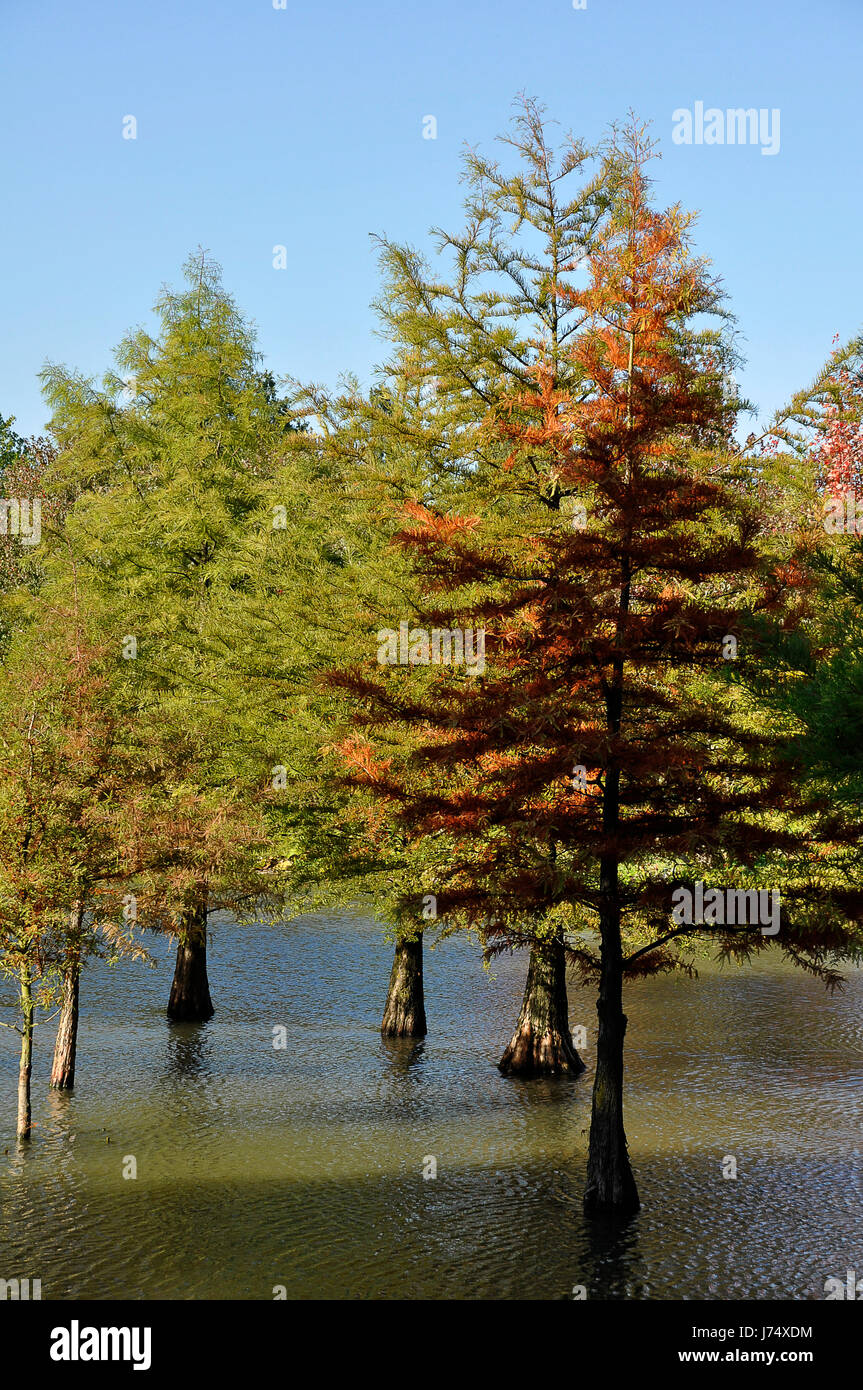 Sumpfbume hi-res stock photography and images - Alamy