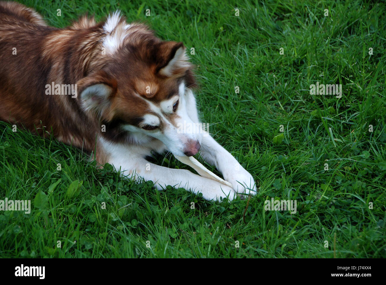 dog with chewing bones Stock Photo - Alamy
